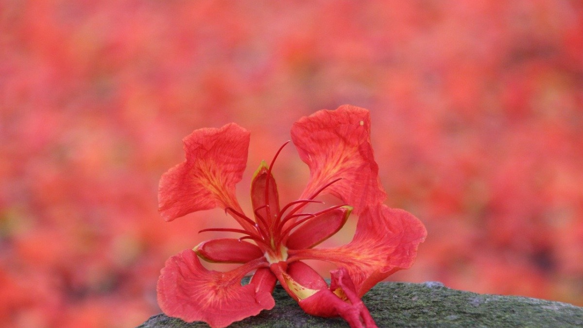 Tổng hợp 50+ hình ảnh hoa phượng đẹp gắn liền với mùa hè